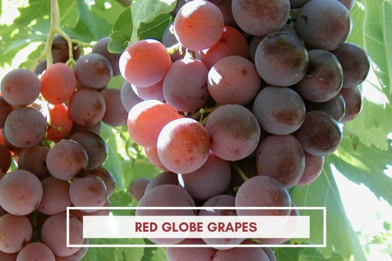Red Globe Grapes - Marrapese Export & Services
